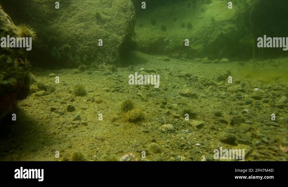 Ocean floor Stock Videos & Footage - HD and 4K Video Clips - Alamy