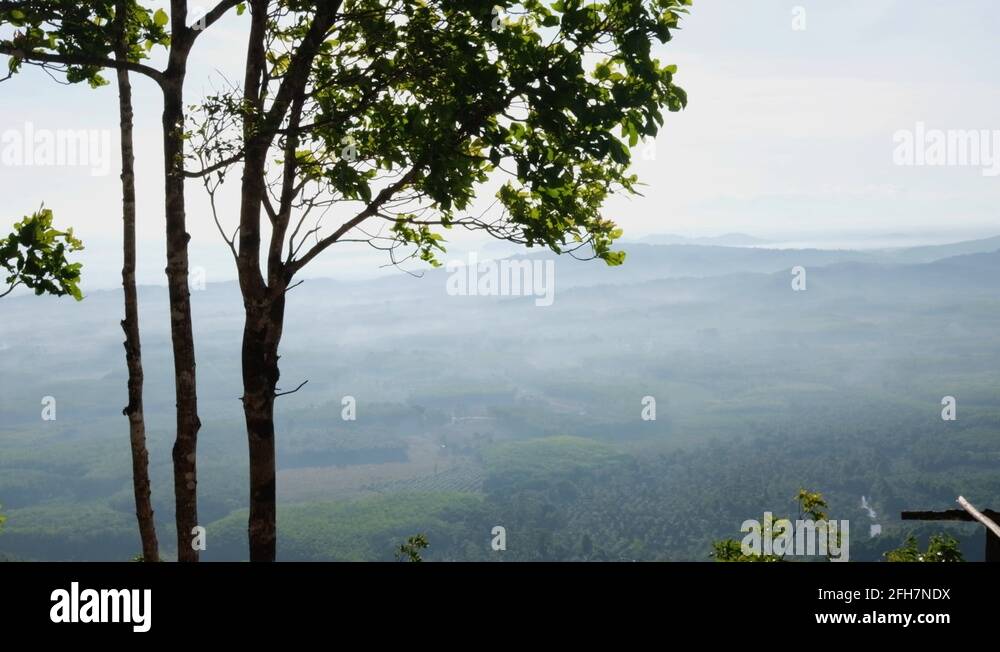 Back lit trees Stock Videos & Footage - HD and 4K Video Clips - Alamy