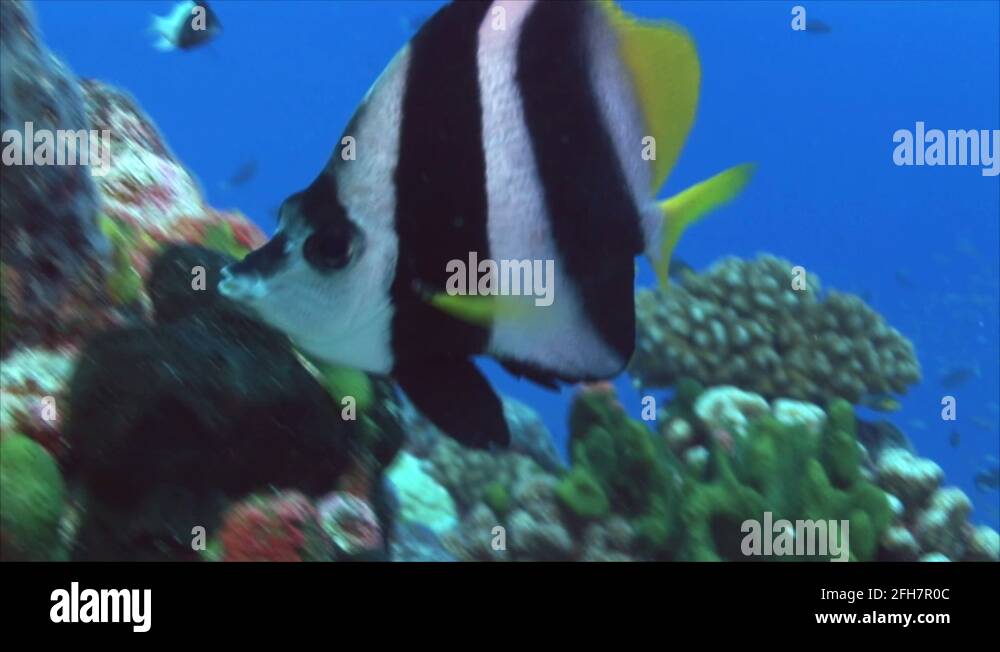 Close up shot tropical fish Stock Videos & Footage - HD and 4K Video ...
