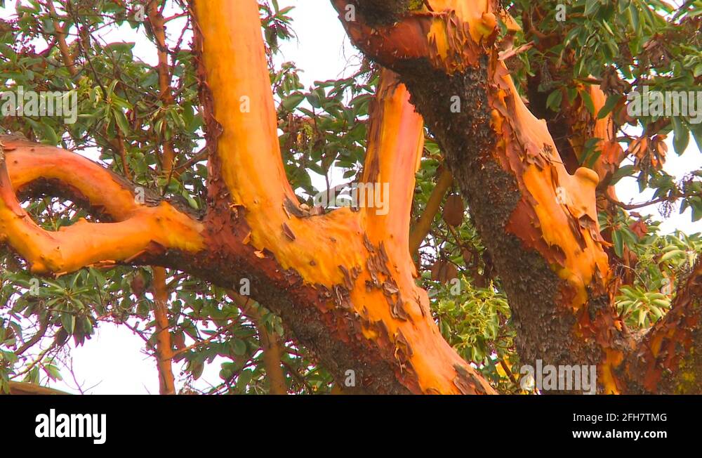 Arbutus tree Stock Videos & Footage - HD and 4K Video Clips - Alamy