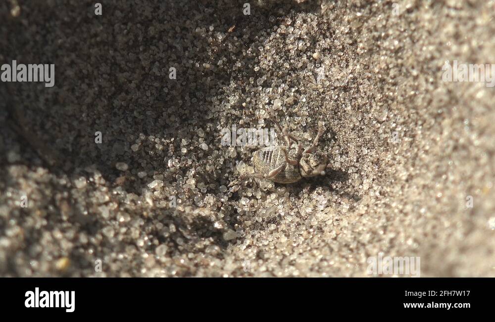 Ant lion Stock Videos & Footage - HD and 4K Video Clips - Alamy