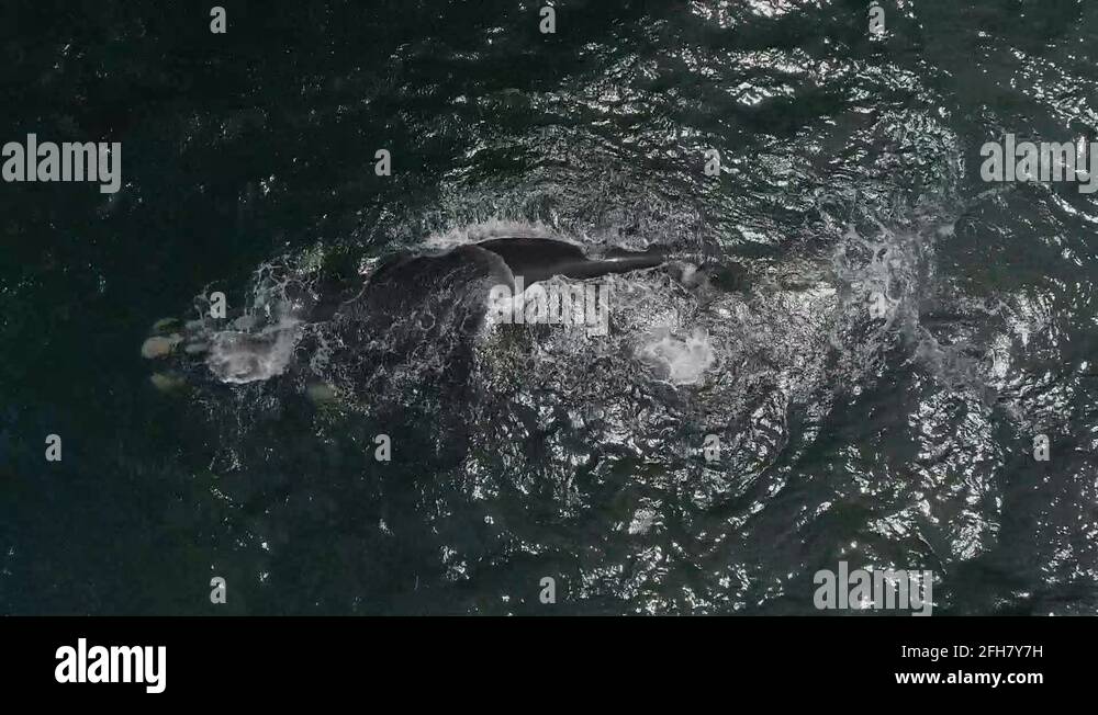 Whale orca Stock Videos & Footage - HD and 4K Video Clips - Alamy