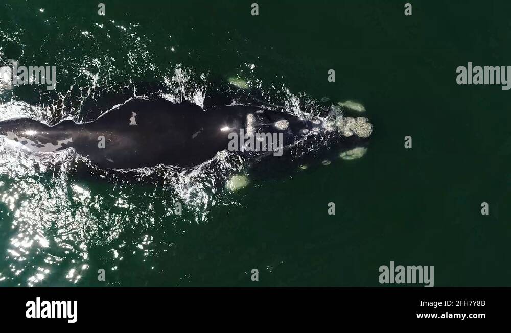 Orca blowhole Stock Videos & Footage - HD and 4K Video Clips - Alamy