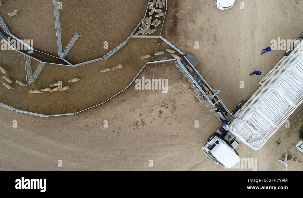 Handling of sheep Stock Videos & Footage - HD and 4K Video Clips - Alamy