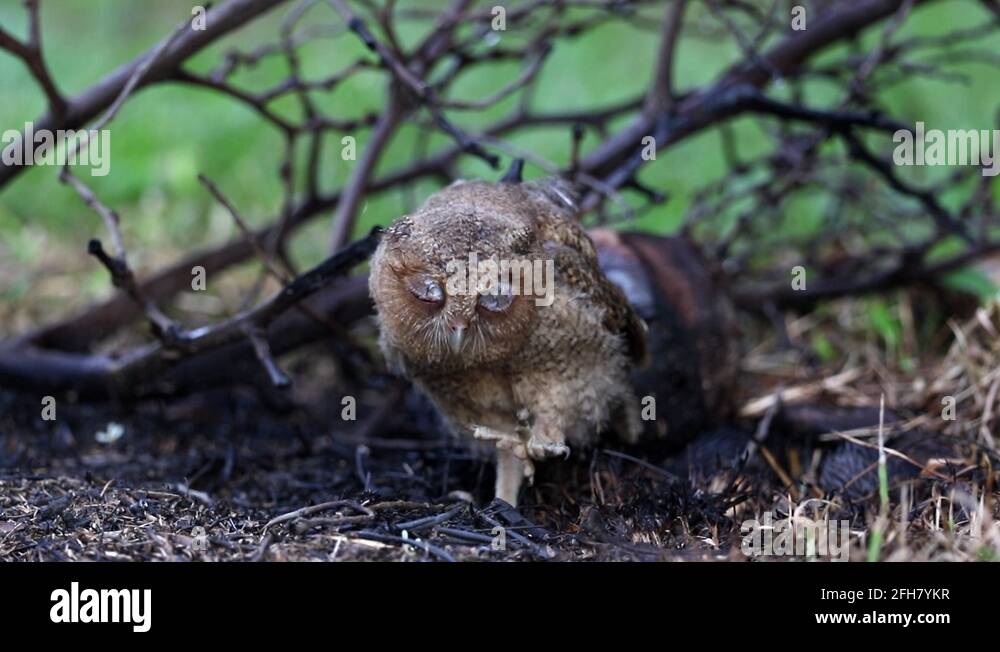 Owls of asia Stock Videos & Footage - HD and 4K Video Clips - Alamy