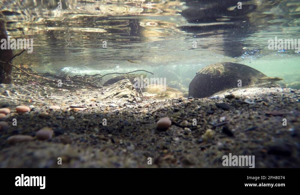 Underwater river small fish Stock Videos & Footage - HD and 4K Video ...