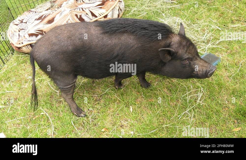 Razorback pig Stock Videos & Footage - HD and 4K Video Clips - Alamy