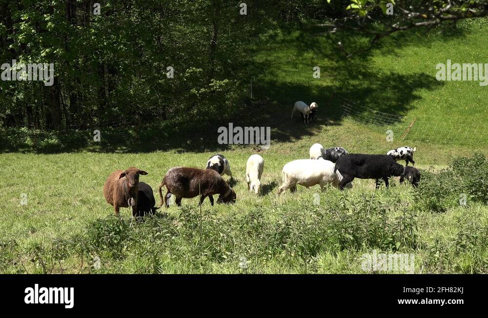 Austria sheep Stock Videos & Footage - HD and 4K Video Clips - Alamy