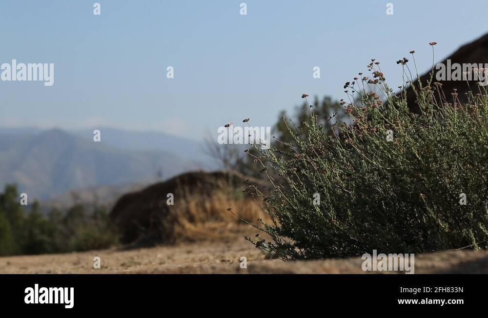 Desert bush with flowers Stock Videos & Footage - HD and 4K Video Clips ...