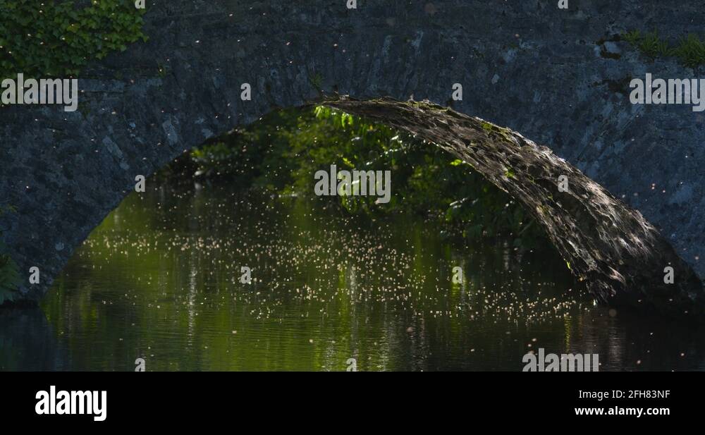 Insects of ireland Stock Videos & Footage - HD and 4K Video Clips - Alamy