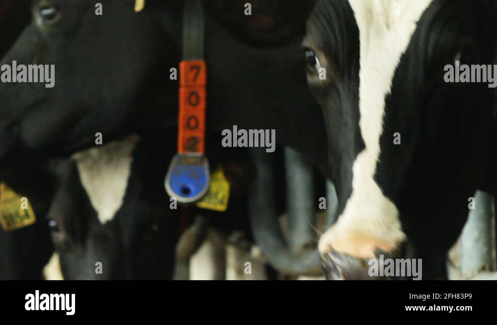 Mammal collars Stock Videos & Footage - HD and 4K Video Clips - Alamy