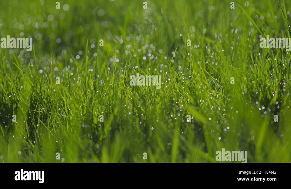 Juicy green color Stock Videos & Footage - HD and 4K Video Clips - Alamy
