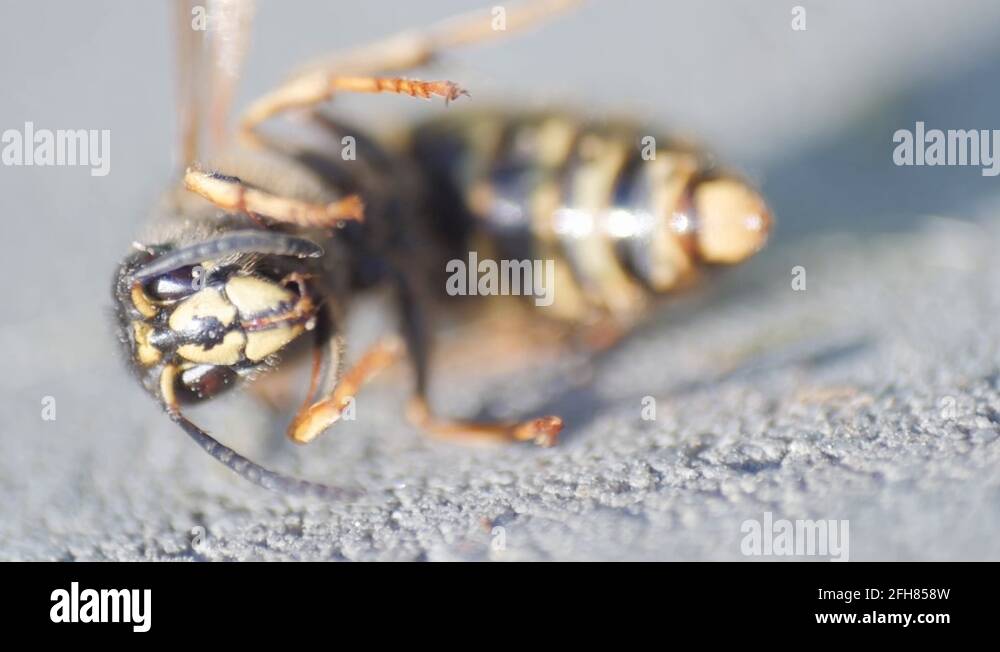 queen, mother wasp dying slow motion, showing tongue Stock Video ...