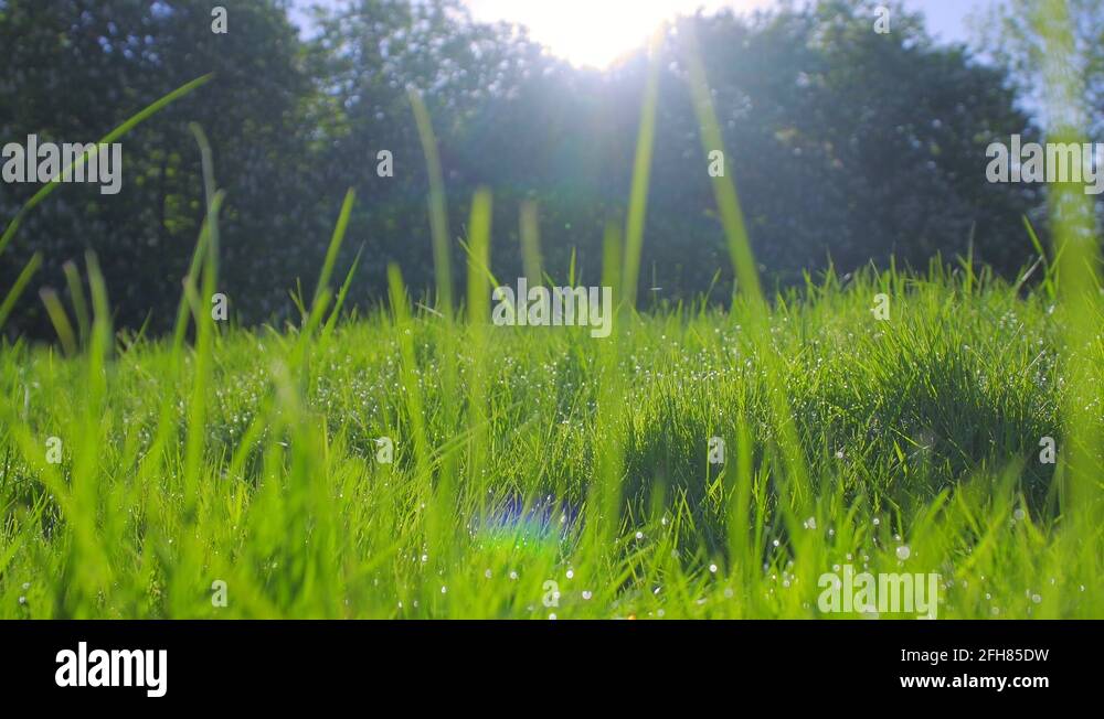 Sunlight backlight warm color Stock Videos & Footage - HD and 4K Video ...