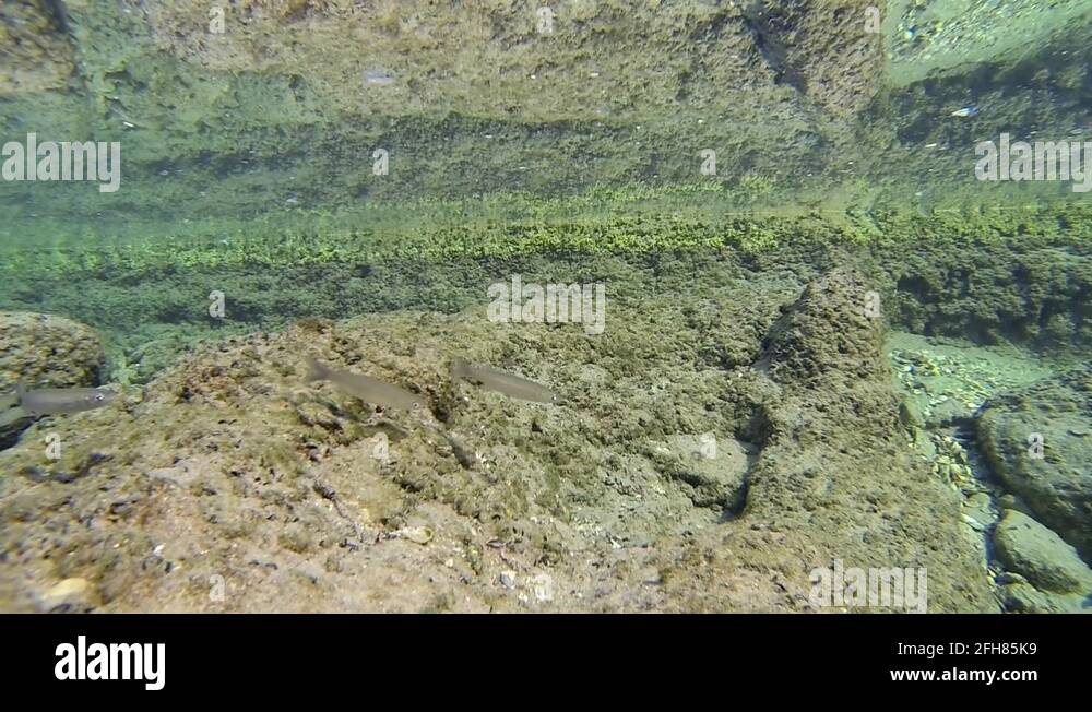 Mullet fish caribbean Stock Videos & Footage - HD and 4K Video Clips ...