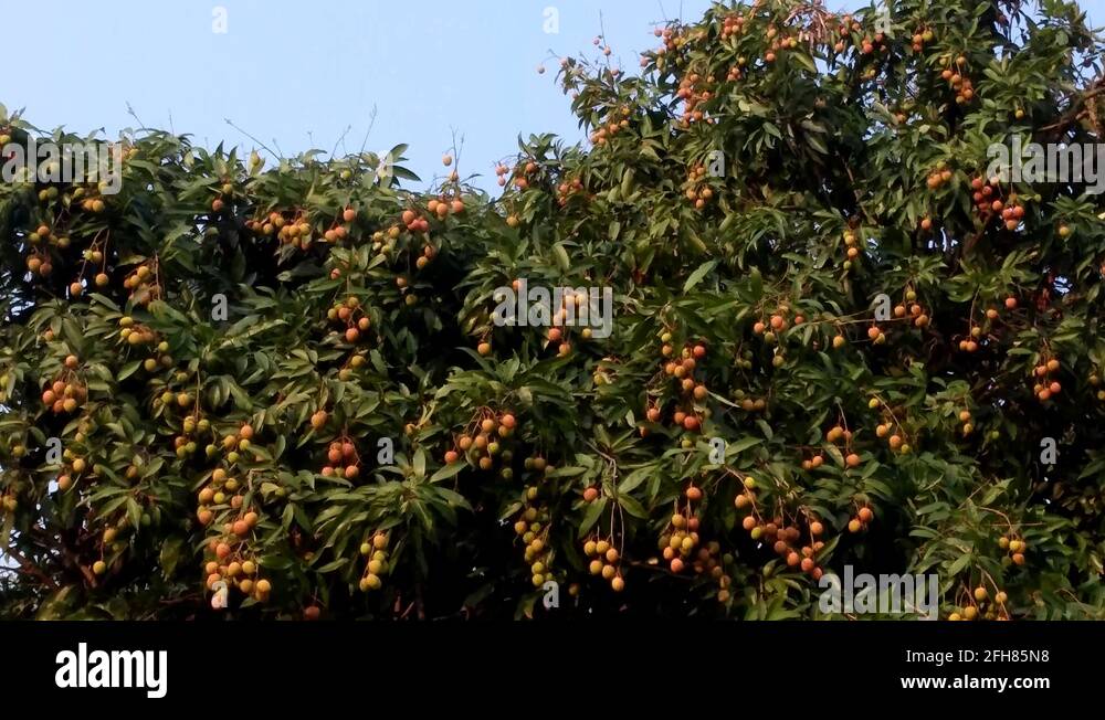 Lychee on tree Stock Videos & Footage - HD and 4K Video Clips - Alamy