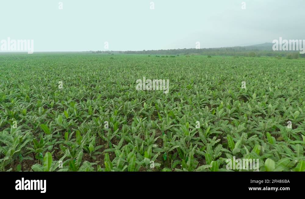 Ecuador Banana Plantations at Darrel Ferreira blog