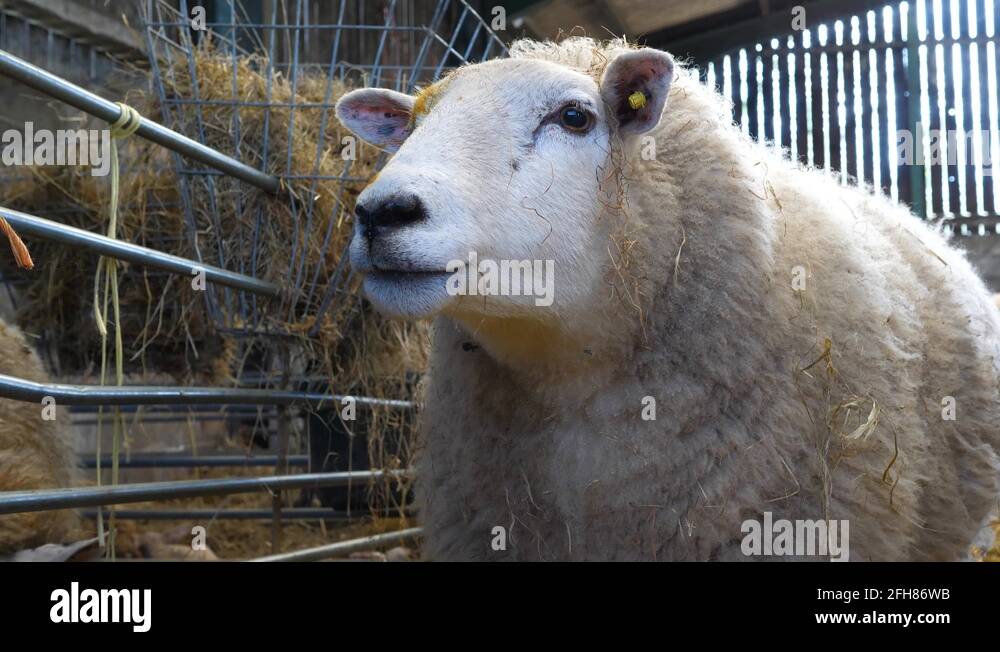 The texel is a breed of domestic sheep Stock Videos & Footage - HD and ...