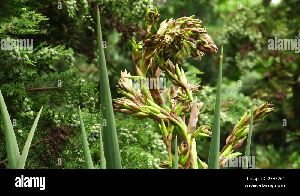 Inflorescence panicle Stock Videos & Footage - HD and 4K Video Clips ...
