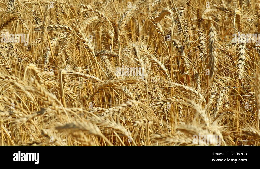 Crops view Stock Videos & Footage - HD and 4K Video Clips - Alamy