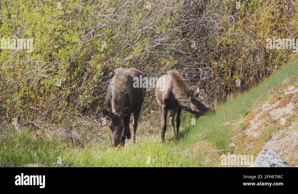 Mother moose and young Stock Videos & Footage - HD and 4K Video Clips ...