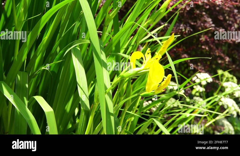 Panicle shaped flower Stock Videos & Footage - HD and 4K Video Clips ...
