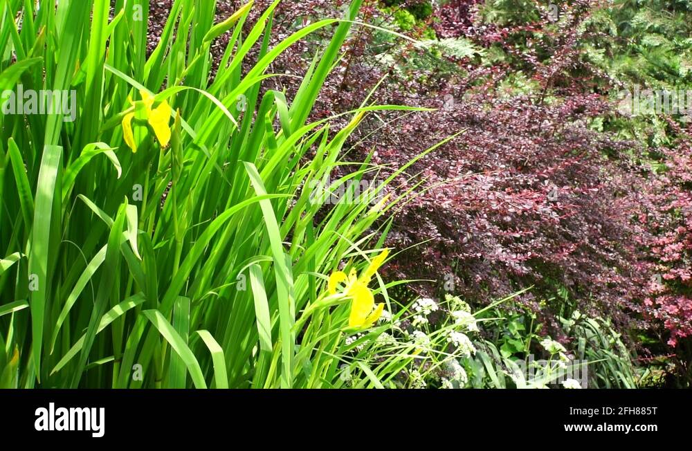 Green iris leaves Stock Videos & Footage - HD and 4K Video Clips - Alamy