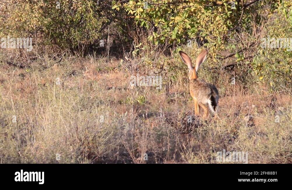 African hare Stock Videos & Footage - HD and 4K Video Clips - Alamy
