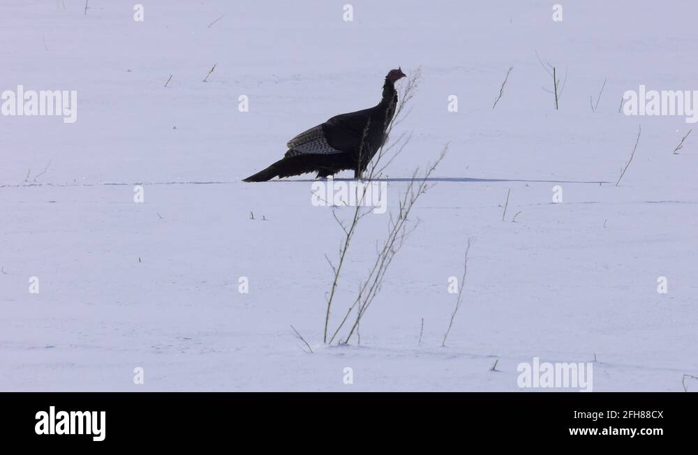 Powder feathers Stock Videos & Footage - HD and 4K Video Clips - Alamy