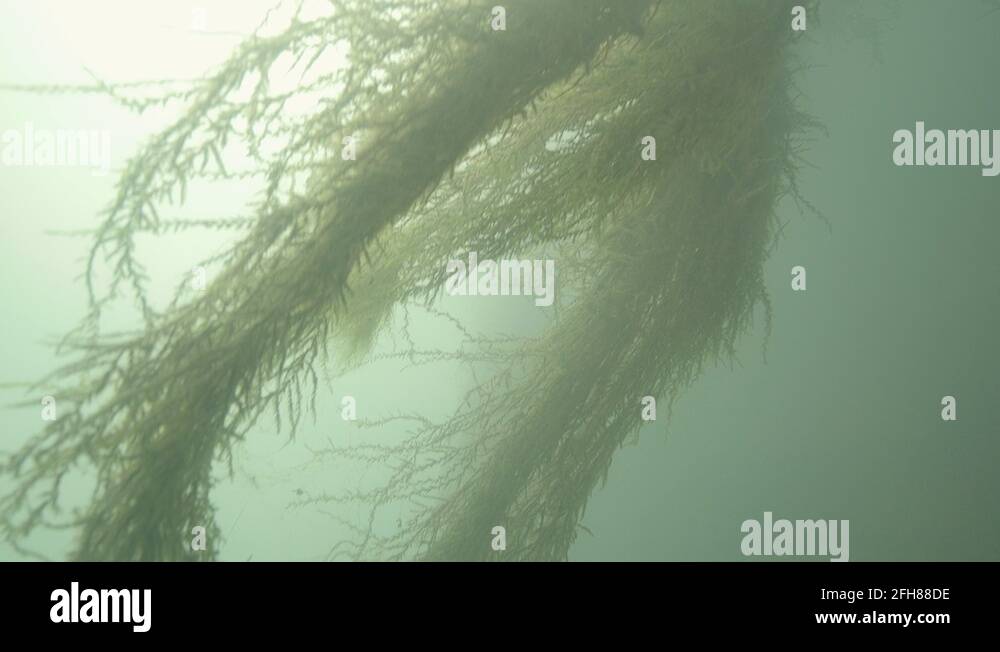 Sun algae Stock Videos & Footage - HD and 4K Video Clips - Alamy