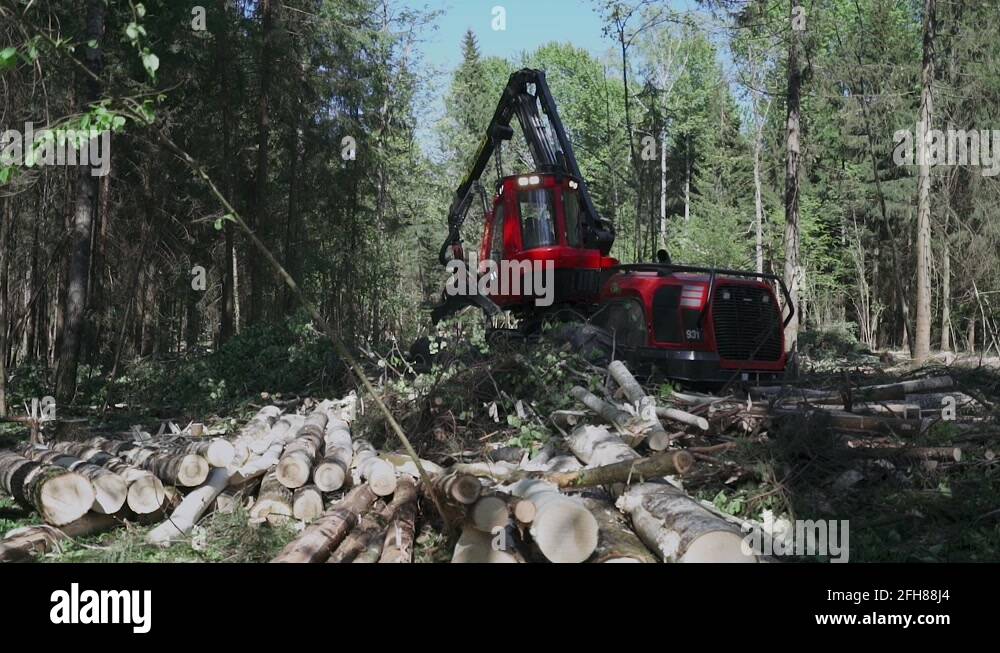 Forest cutting, timber harvester, special equipment, sawmill in the ...