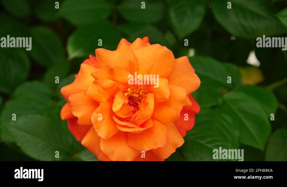 Flower of a climbing rose Stock Videos & Footage - HD and 4K Video ...