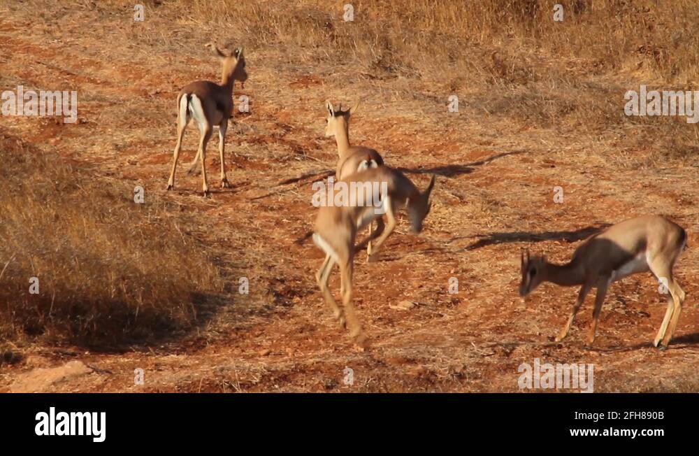 Gazelle fighting Stock Videos & Footage - HD and 4K Video Clips - Alamy
