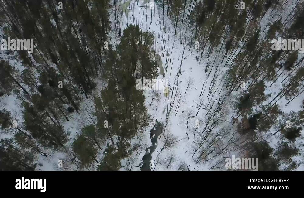Forest bird eye view Stock Videos & Footage - HD and 4K Video Clips - Alamy