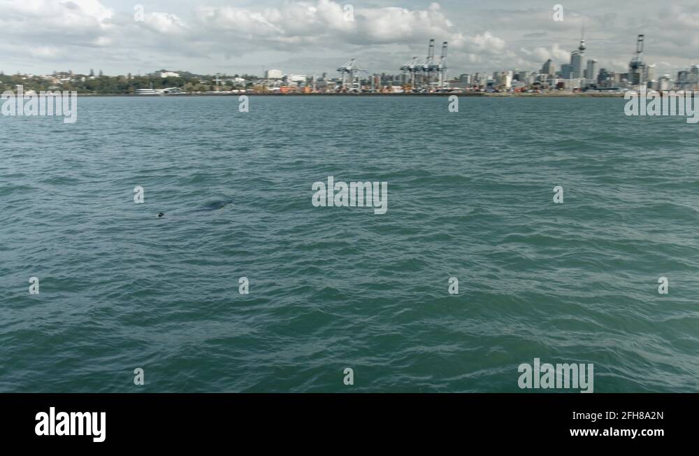 Orca orcinus orca pod surface Stock Videos & Footage - HD and 4K Video ...