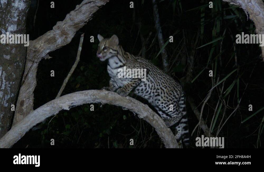Ocelot climbing Stock Videos & Footage - HD and 4K Video Clips - Alamy