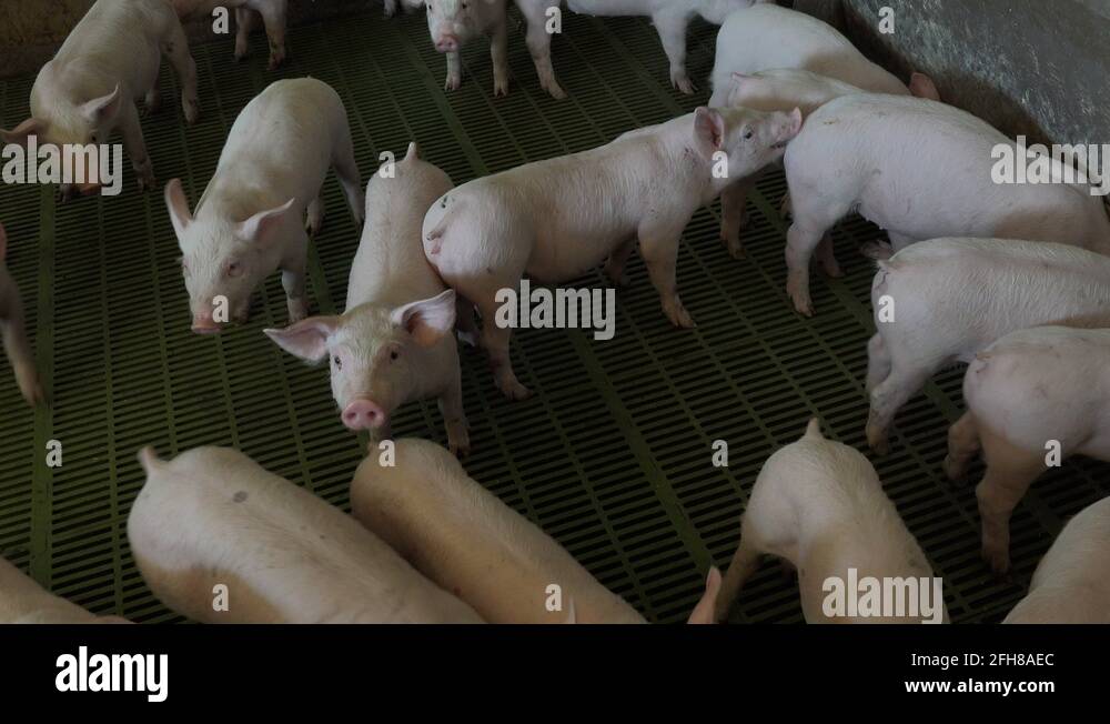 Many young Stock Videos & Footage - HD and 4K Video Clips - Alamy