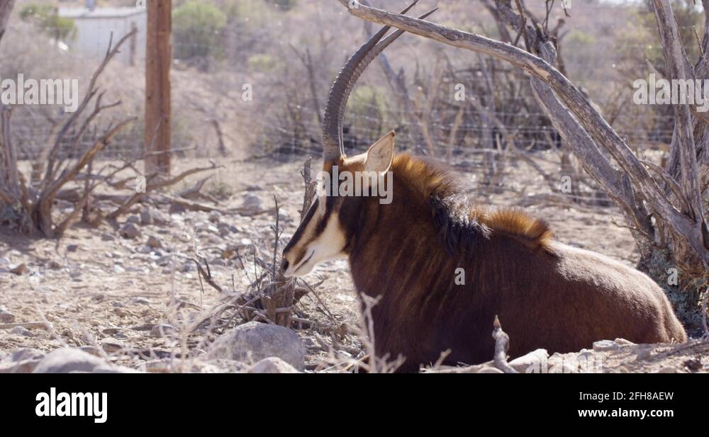 Southern sable antelope Stock Videos & Footage - HD and 4K Video Clips ...