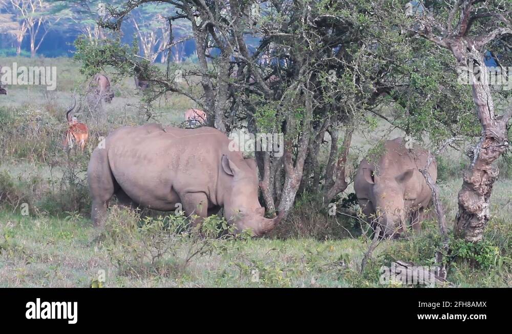 Rhino and tree Stock Videos & Footage - HD and 4K Video Clips - Alamy