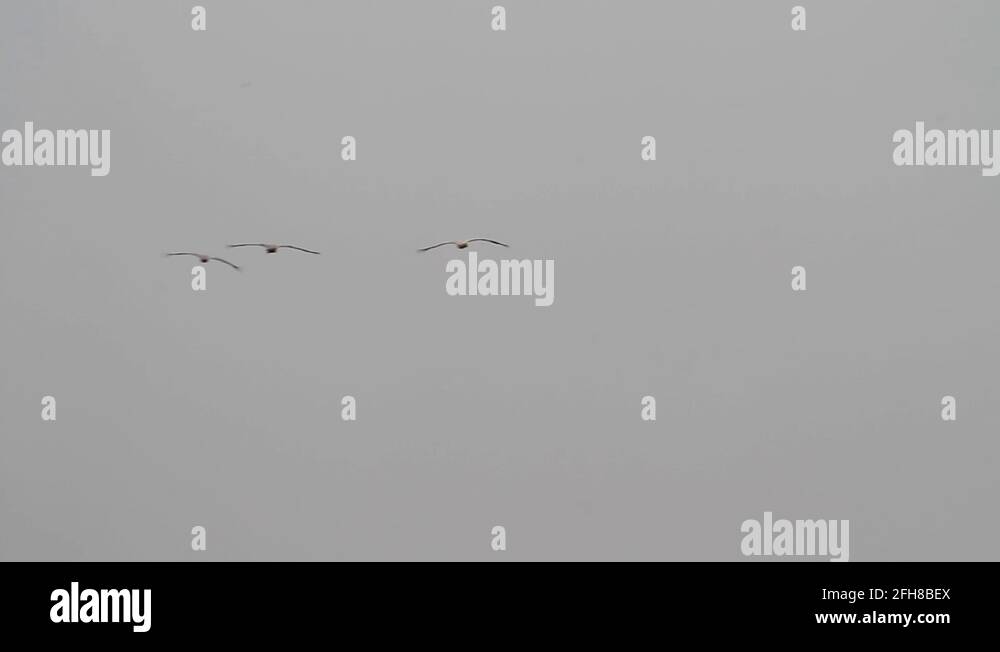 Common crane flying Stock Videos & Footage - HD and 4K Video Clips - Alamy