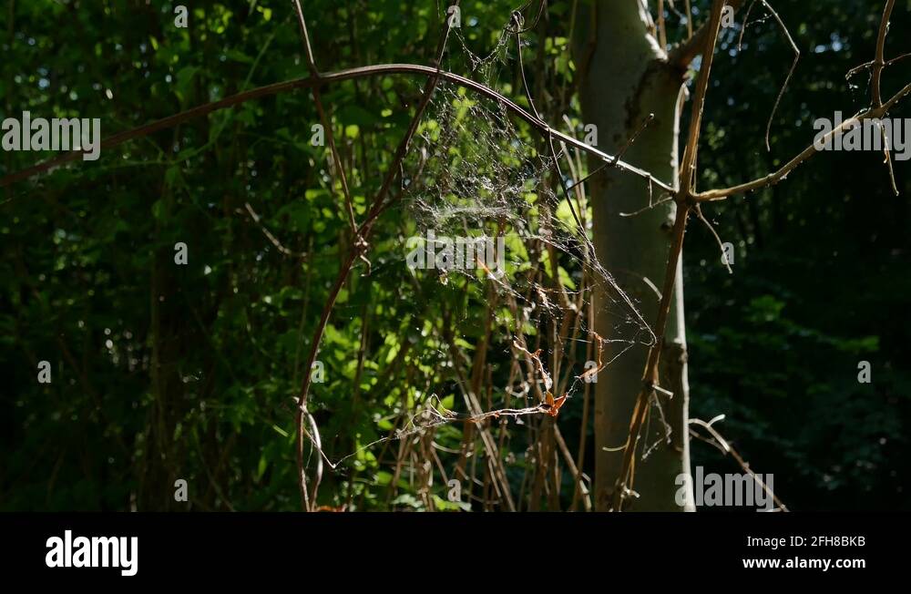 Spider web ball Stock Videos & Footage - HD and 4K Video Clips - Alamy