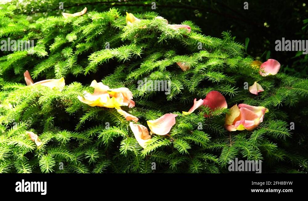Climbing shrub rose Stock Videos & Footage - HD and 4K Video Clips - Alamy