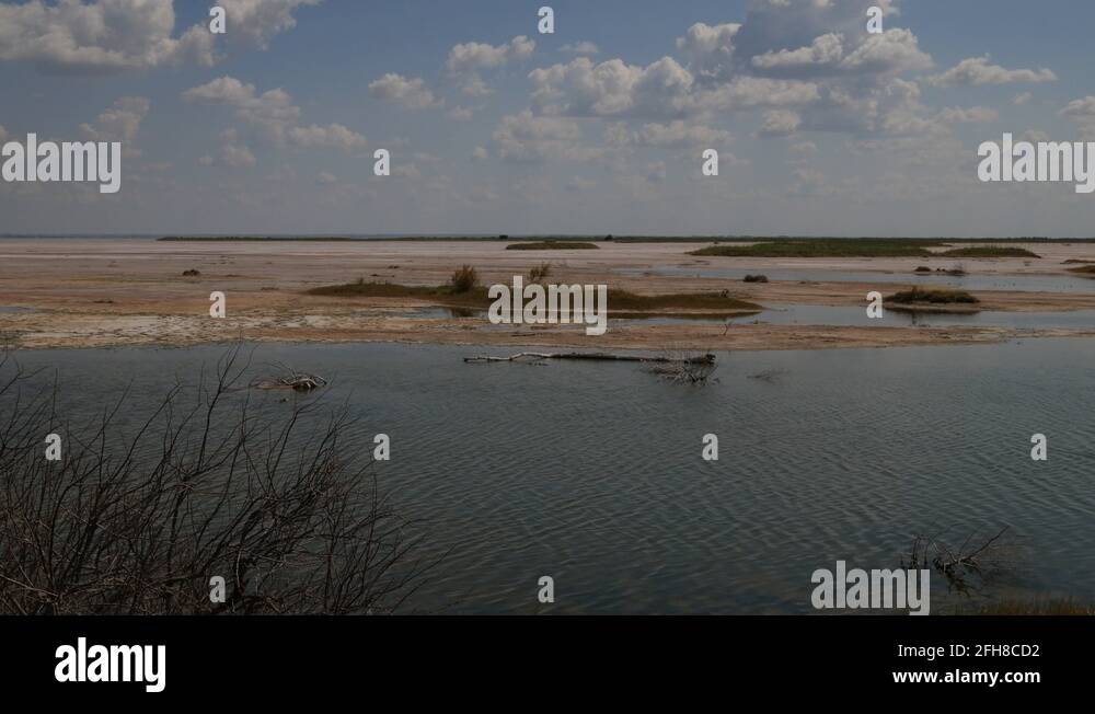 Coastal plain swamp Stock Videos & Footage - HD and 4K Video Clips - Alamy