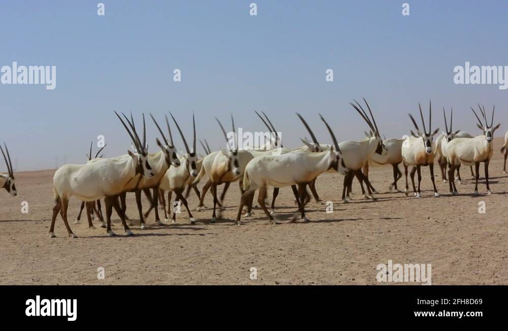 National animal of the united arab emirates Stock Videos & Footage - HD ...