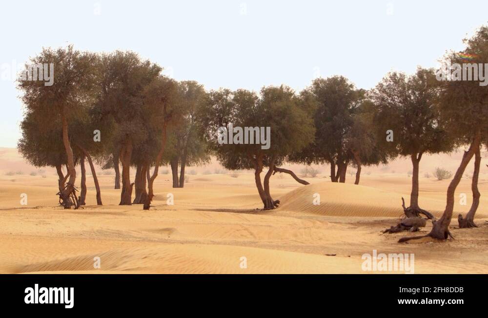 Ghaf trees Stock Videos & Footage - HD and 4K Video Clips - Alamy