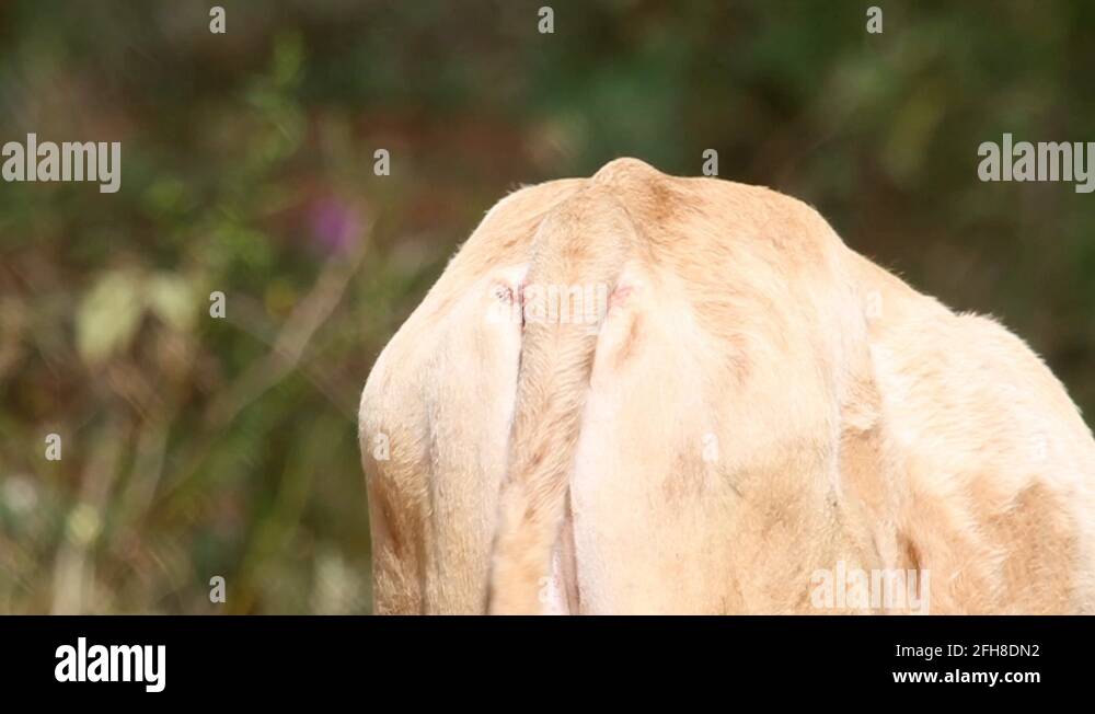 Rear of a cow Stock Videos & Footage - HD and 4K Video Clips - Alamy