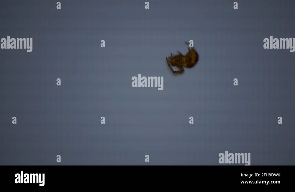 Macro of newborn spider Araneus on spider web in front of monitor ...