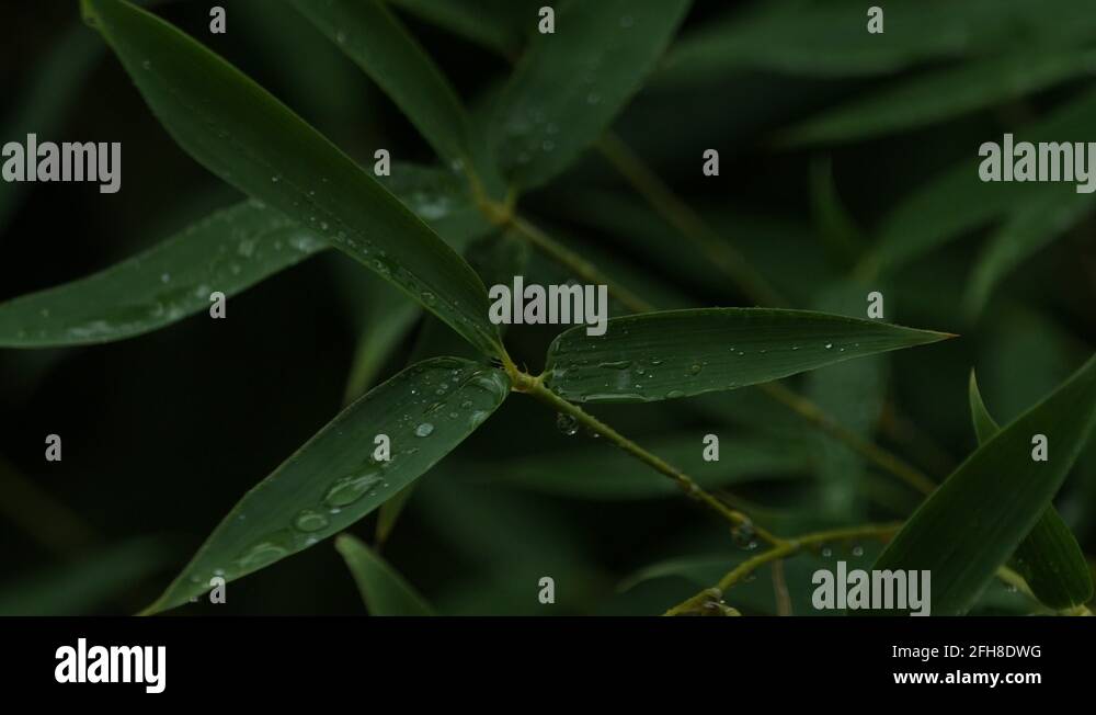 Bamboo leaves with rain water Stock Videos & Footage - HD and 4K Video ...