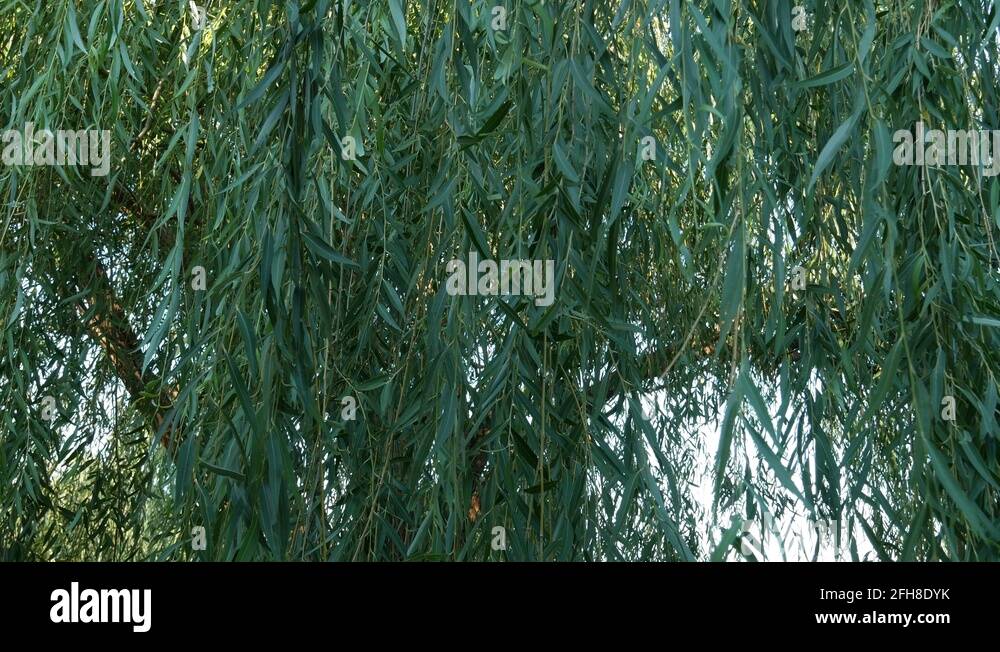 Sweeping willow tree Stock Videos & Footage - HD and 4K Video Clips - Alamy