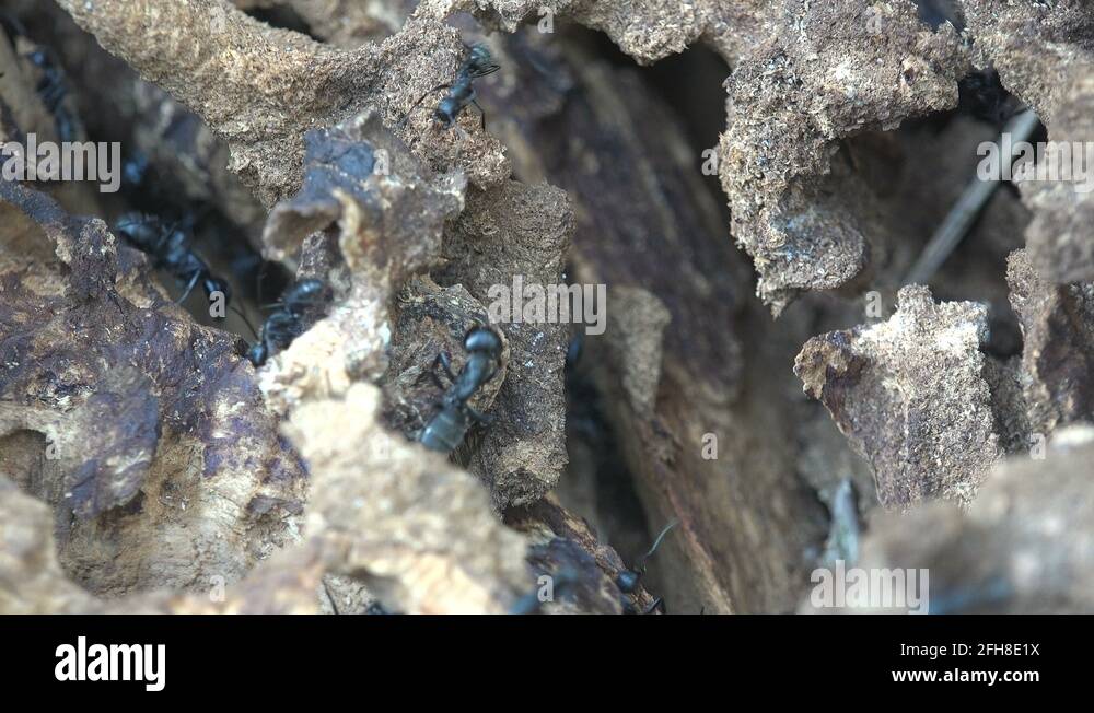 Insect Ants running around their holes in tree, mакро close-up view ...